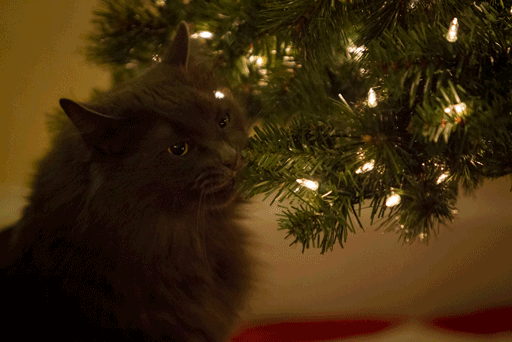 gif christmas animals - Page 3