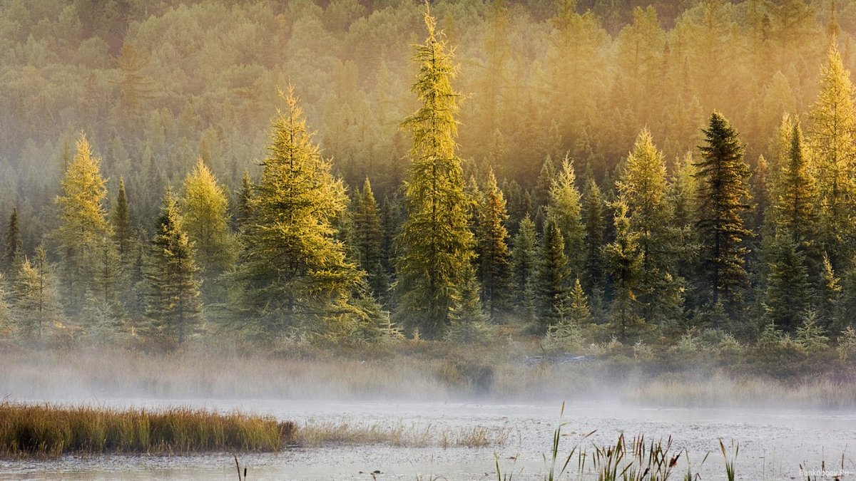 Пейзажи тайги: фото, изображения и картинки