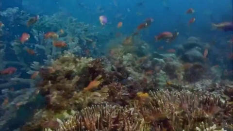 Видео Medwyn Goodall - Coral Islands (Music for Relaxation & Meditation ...