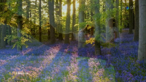 Brian Crain - A Simple Life (relaxing piano music) - Смотреть онлайн в ...