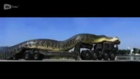 Dunyodagi eng katta Ilon topildi - Смотреть онлайн в поиске Яндекса по ...