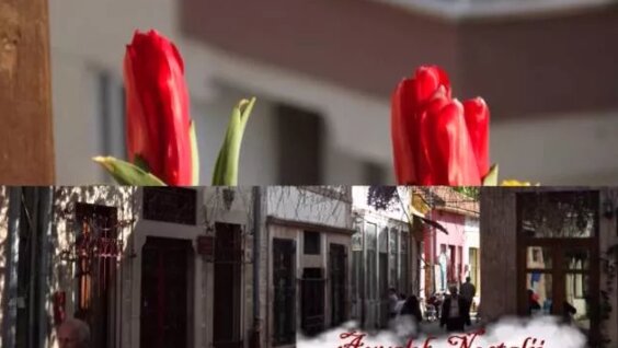 mor lale resimleri: 714 video Yandex'te bulundu