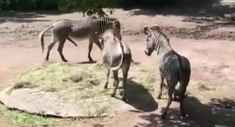 Excellent zebra mating first time | Zebra mating