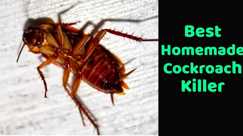 Homemade cockroach killer, Goodbye to cockroaches with this homemade ...