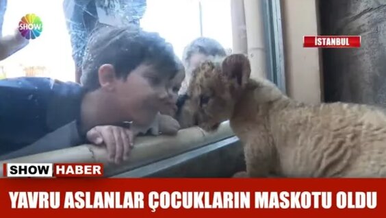 yavru aslanlar: 907 video Yandex'te bulundu