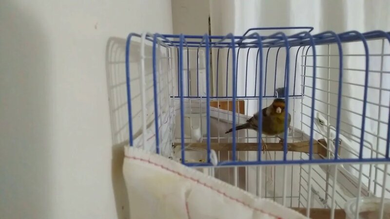 Saka melezi ötüşü , saka p.. ötüşü - Смотреть онлайн в поиске Яндекса ...