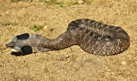 "Zombie Snake" That Plays Dead: Eastern Hognose Snake - Yandex Video ...