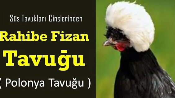 rahibe fizan tavuğu: 707 video Yandex'te bulundu
