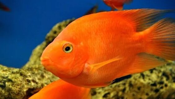 papağan balığı resimleri: 955 video Yandex'te bulundu