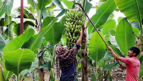 muz resimleri: 572 video Yandex'te bulundu