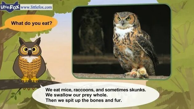 Meet the Animals 7 | Great Horned Owl | Wild Animals | Little Fox ...