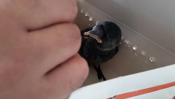 karga yavrusu: 875 video Yandex'te bulundu