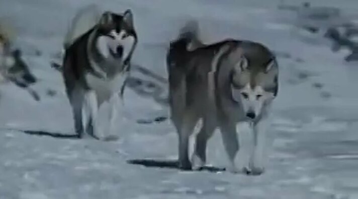 Видео Enigma Era Gregorian Moment Of Peace #Enigma #Era #Gregorian # ...