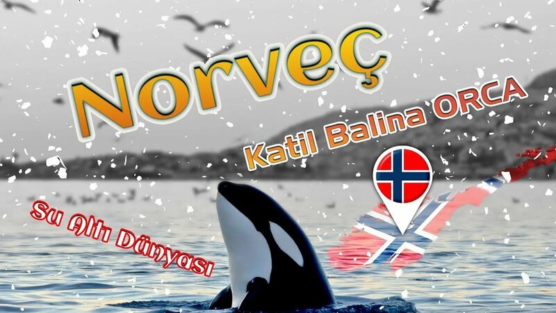 Norveç Katil Balina Orka Belgeseli (Norway Killer whale Orca ...