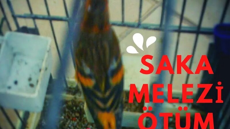 Melez ötüşü, Saka melezi ötüşü - Смотреть онлайн в поиске Яндекса по Видео