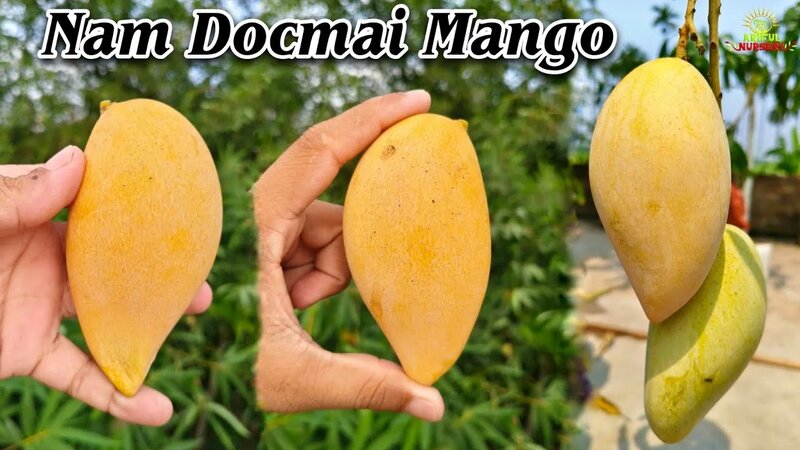 Nam dok mai mango Nam Doc mai NM dokmy mango - Смотреть онлайн в поиске ...