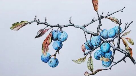 Blueberries Drawing in Color Pencils | How to Draw Blueberry - Смотреть ...