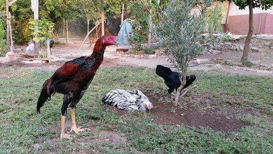 hint horozu cinsleri: 598 video Yandex'te bulundu