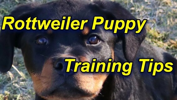 rottweiler puppy: 1 bin video Yandex'te bulundu
