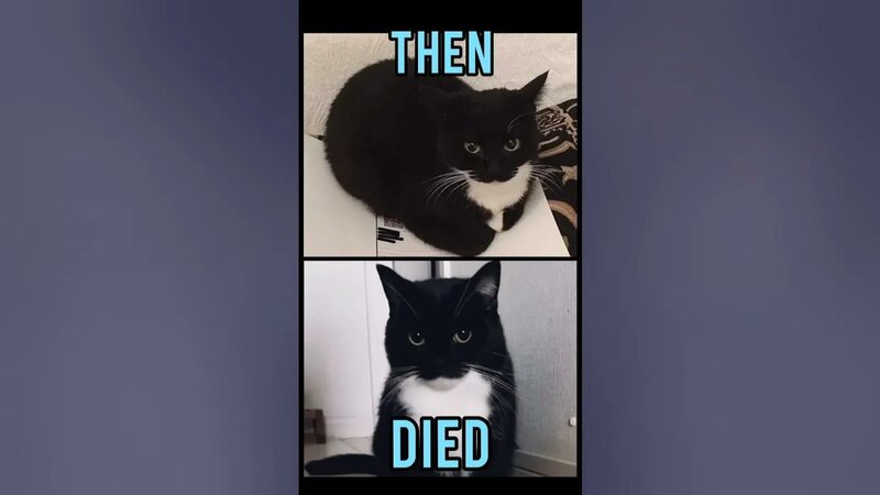 Famous Cats meme(Then vs Now) #meme #memes #nostalgia #catmemes ...