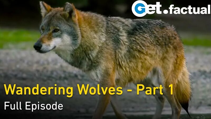 Wandering Wolves - Nature Documentary, Part 1 - Yandex Video aramada ...