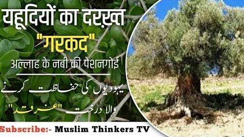 Reality of Gharqad Tree | Gharqad Tree Plantation in India | Lycium ...