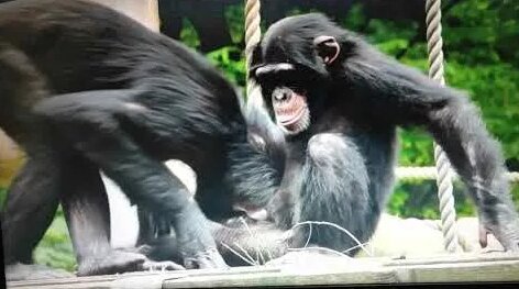 黑猩猩交配 chimpanzee mating - Смотреть онлайн в поиске Яндекса по Видео