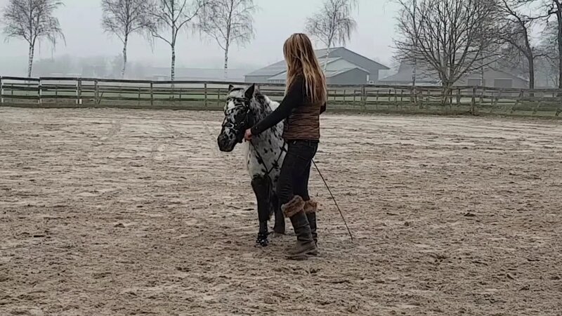 Napoleon my little appaloosa pony dressage - YouTube