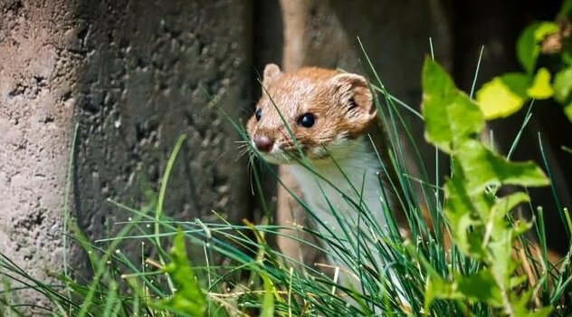 Звук ласки, голос ласки, крик ласки / Sound weasel, weasel voice ...