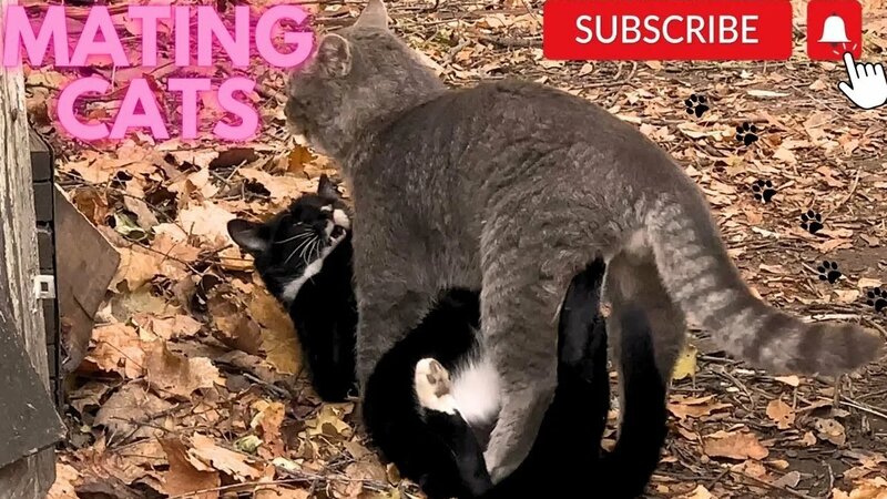 Cats mating Group cats mating on street Successfully Mating Cats Hard ...