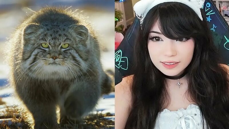 Emiru Reacts to World’s Grumpiest Cat I Frozen Planet II - Смотреть ...