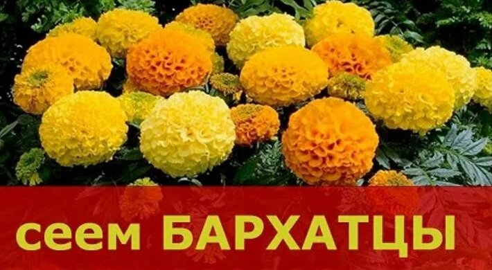 Бархатцы.Сеем семена бархатцев на рассаду. Март-апр. 2017 - Смотреть ...