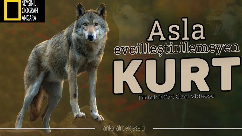 Auuu! (Kurt Belgeseli) - Yandex Video aramada çevrimiçi izle