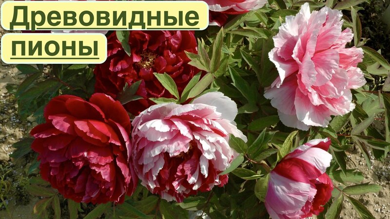 Древовидные Пионы. Обзор Сортов. Особенности Выращивания. Tree-like ...