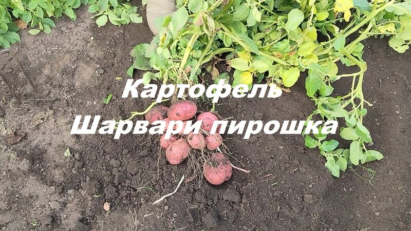 Картофель Шарвари пирошка. - Смотреть онлайн в поиске Яндекса по Видео