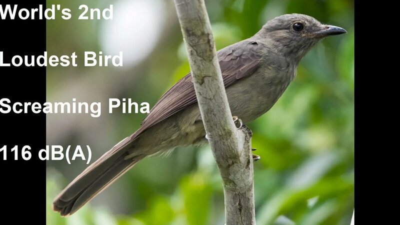 Birds Singing - Screaming Piha - World's 2nd Loudest Bird - Sounds of ...