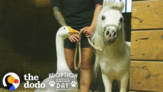 dodo auth: 756 video Yandex'te bulundu