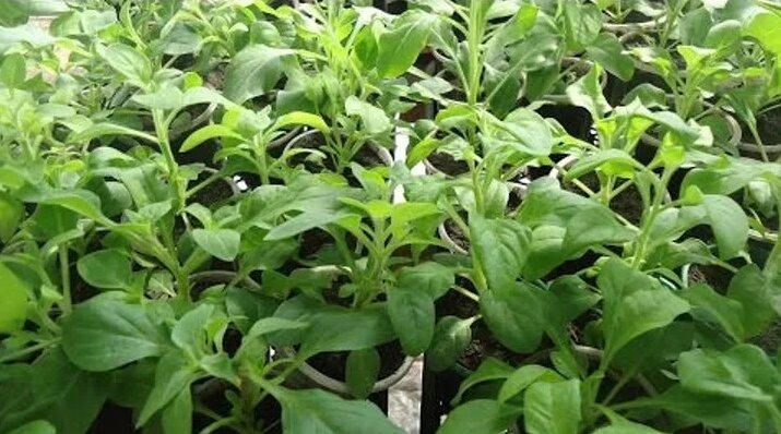 Видео Нужно ЛИ Прищипывать Петунию И КАК ЭТО Влияет НА Формирование ...