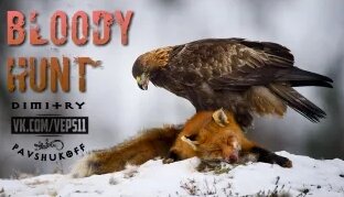 Birds OF PREY Attacks ( Eagle, Falcon, Golden eagle Атаки хищных птиц. Орел, сокол, беркут ...