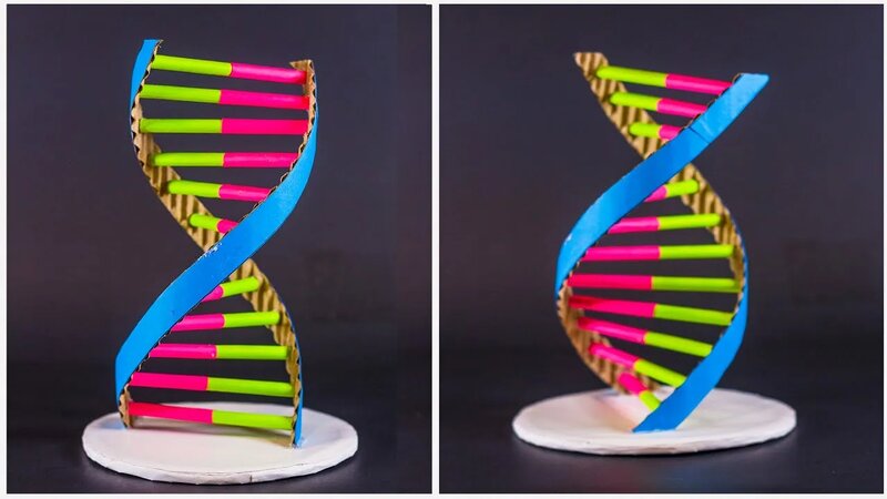 Science Projects | DNA Structure Model - Смотреть онлайн в поиске ...