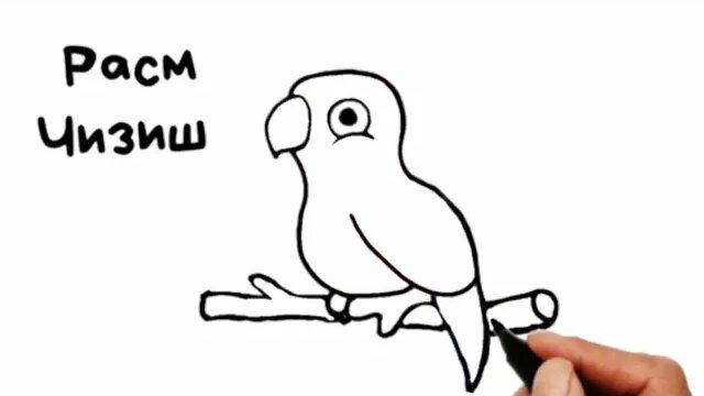 Rasm chizish, To'ti rasmini oson chizish|Papağan çizmek ne kadar kolay ...