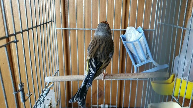 Saka Melezi Ötüşü @sakaflorya - Yandex Video aramada çevrimiçi izle