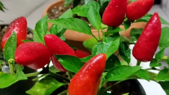 bir adet sivri acı biber resmi: 823 video Yandex'te bulundu
