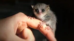 Super Small Animals (BBC iPlayer 2022 UK) (ENG/SUB ENG) - Смотреть ...