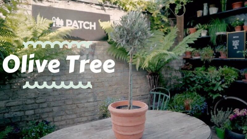 Olive Tree - Top outdoor plants - Yandex Video aramada çevrimiçi izle