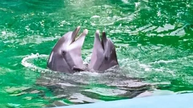 Анапский дельфинарий - Смотреть онлайн в поиске Яндекса по Видео