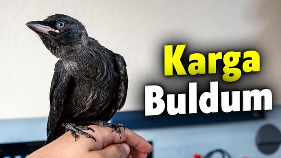 karga dövmesi: 814 video Yandex'te bulundu