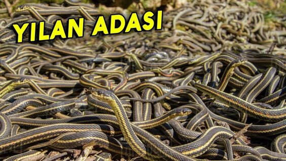 tehlikeli aslar: 484 video Yandex'te bulundu