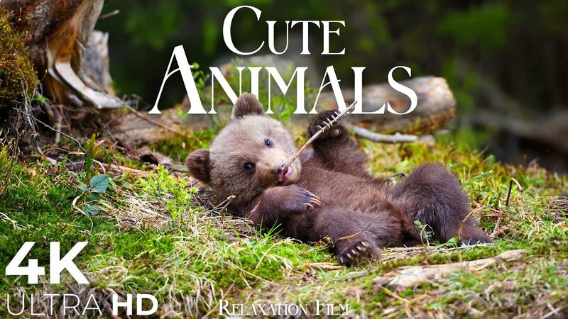 Cute Baby Animals 4K - Relaxation Film with Peaceful Relaxing Music and ...