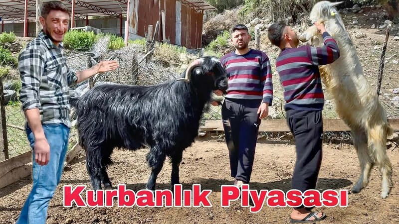 Feed prices can't be stopped! how much will sacrificial animal prices ...